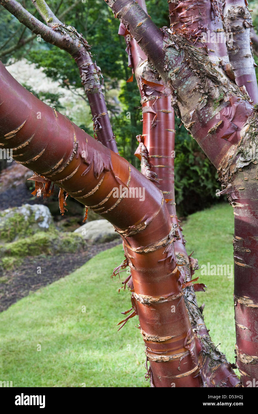 Acer trunk bark hi-res stock photography and images - Alamy