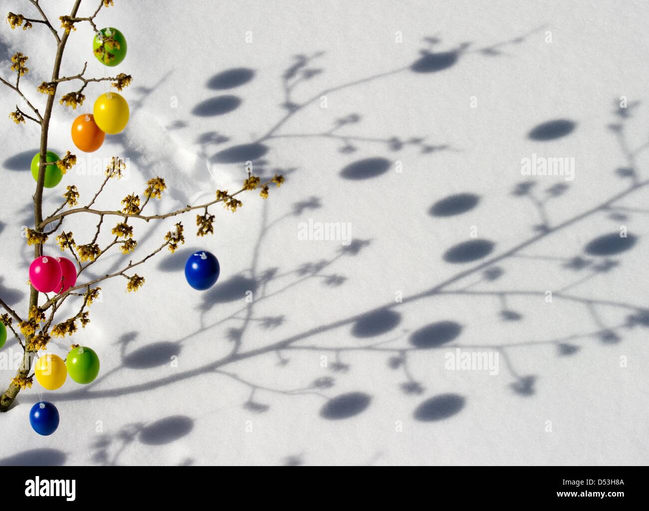 A small shrub which is decorated with colourful Easter eggs throws a ...