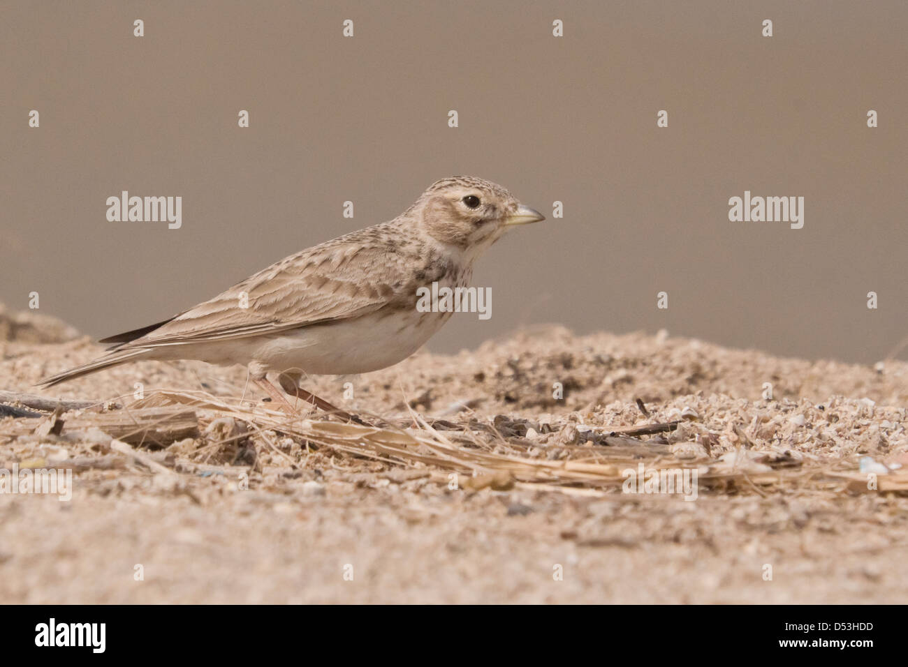 Indian sand lark hi-res stock photography and images - Alamy
