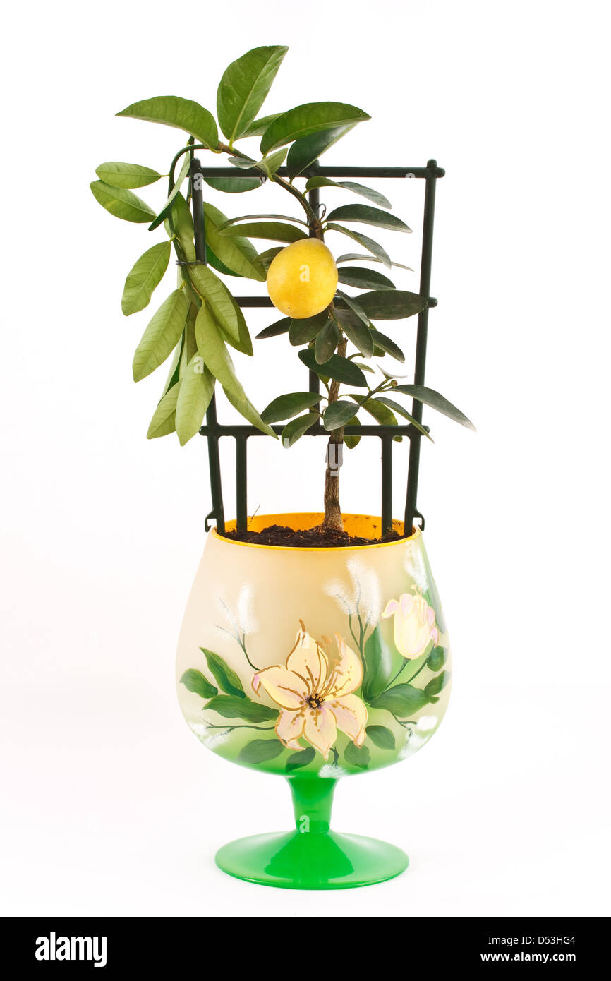 lemon tree in a vase isolated on white background Stock Photo - Alamy
