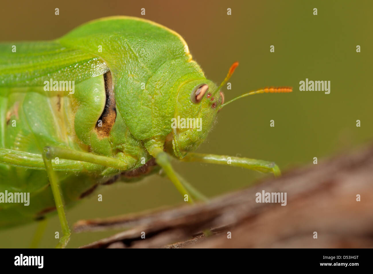Portrait of a green bladder grasshopper (Bullacris intermedia), South ...