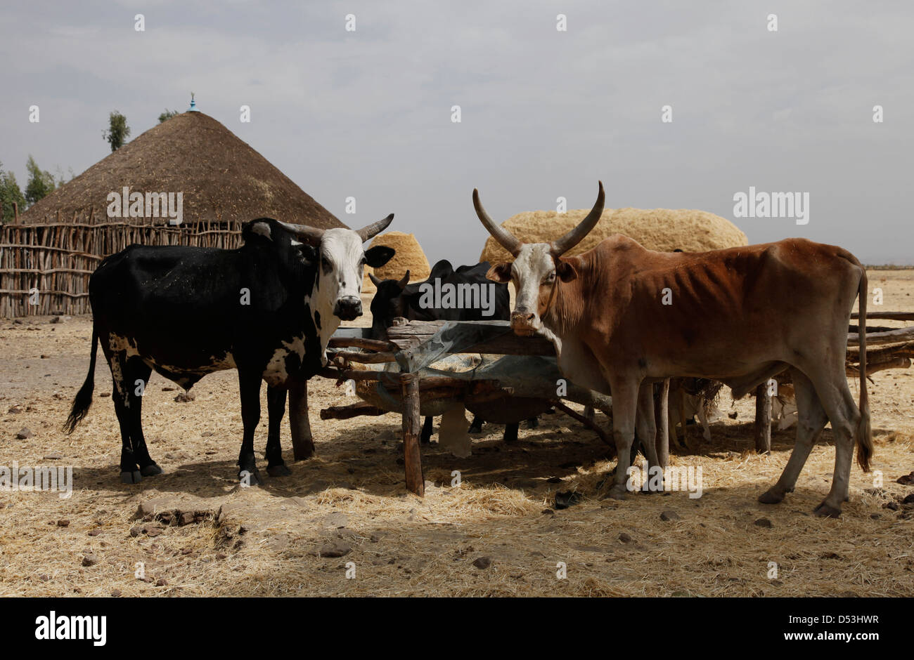 Bullock and cow in farm at harvest time in the highland region of ...