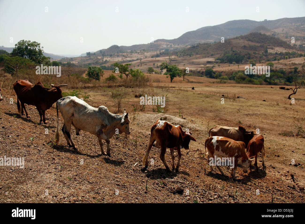 Cattle in farm hi-res stock photography and images - Alamy