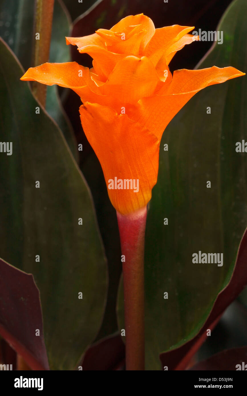 Orange flower calathea close to the isolated on a white background ...