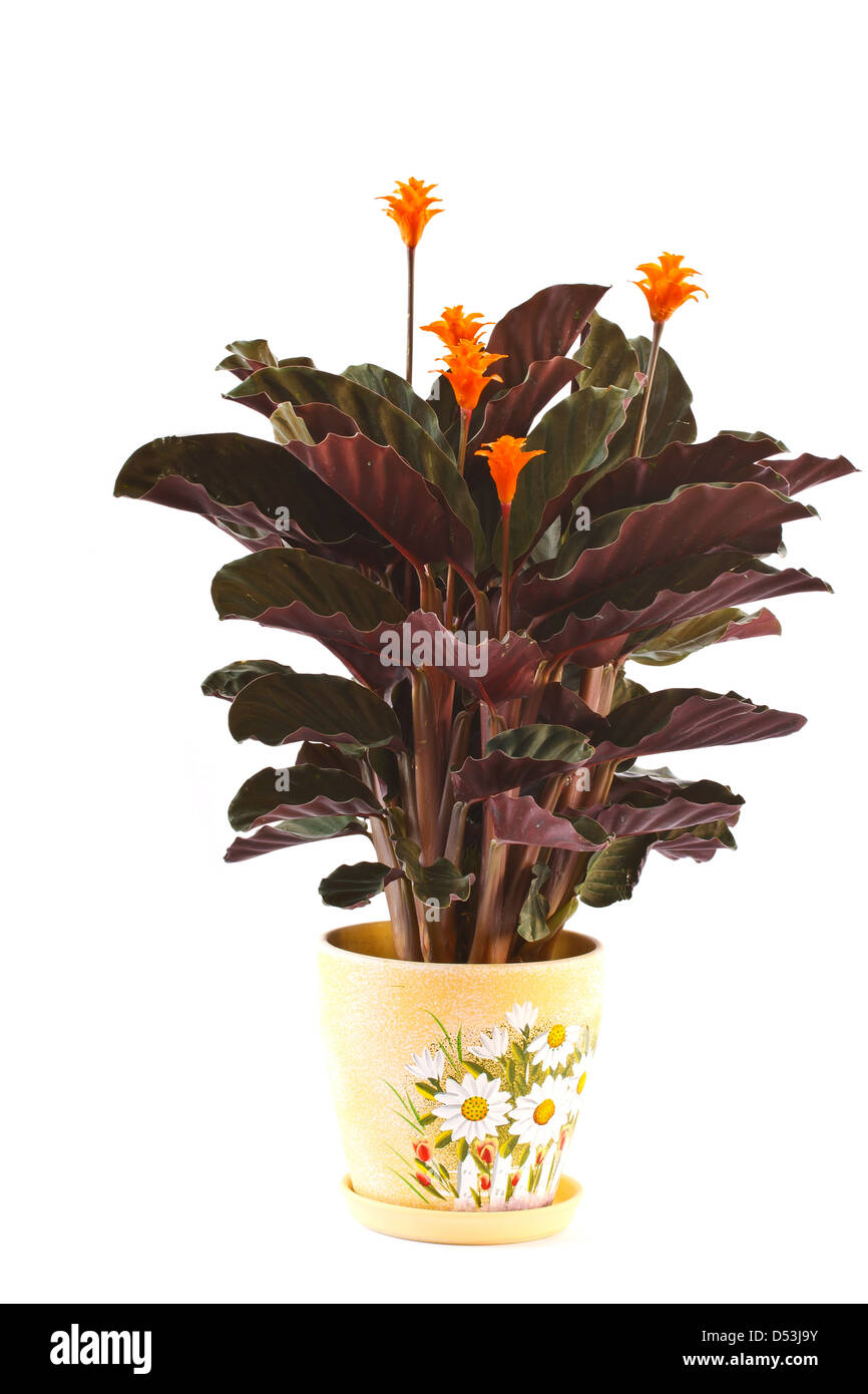 Orange flower calathea close to the isolated on a white background ...