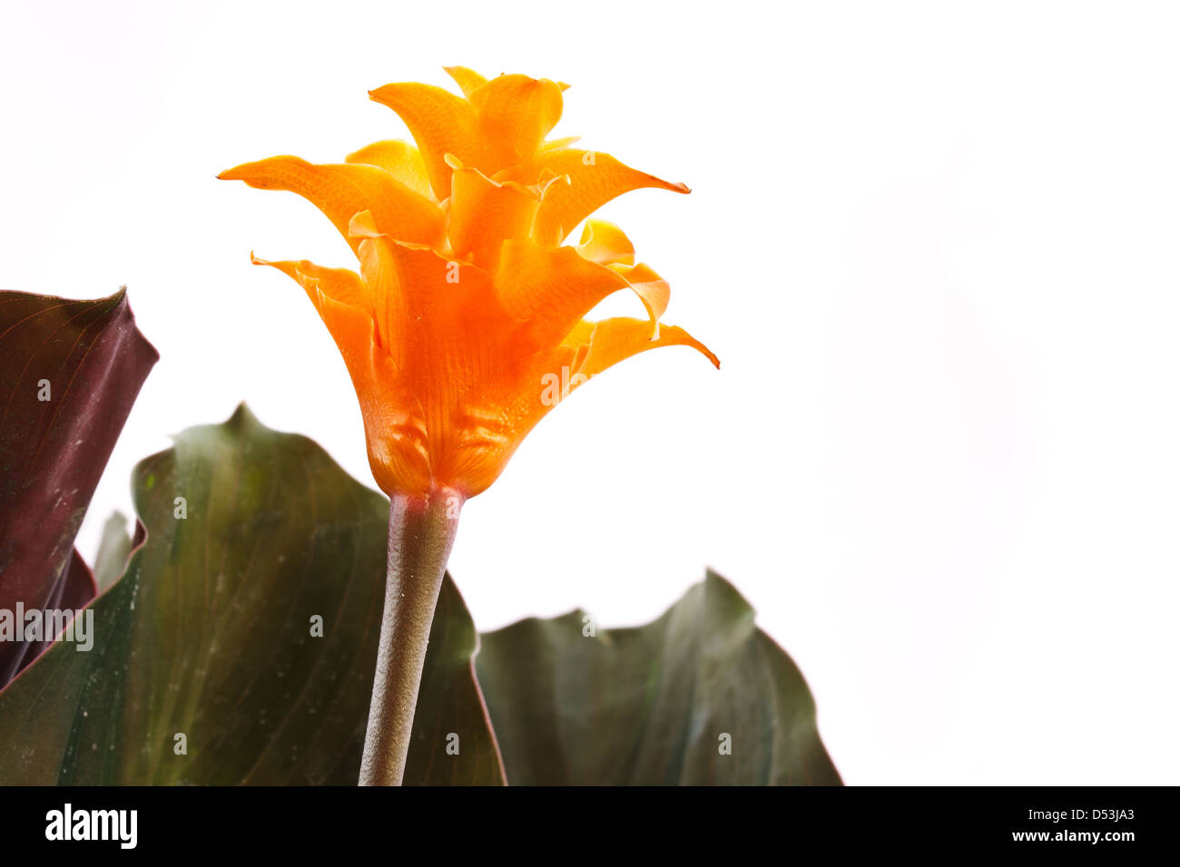 Calathea flower hi-res stock photography and images - Alamy