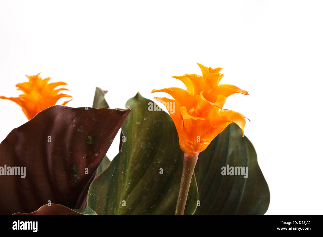 Orange flower calathea close to the isolated on a white background ...