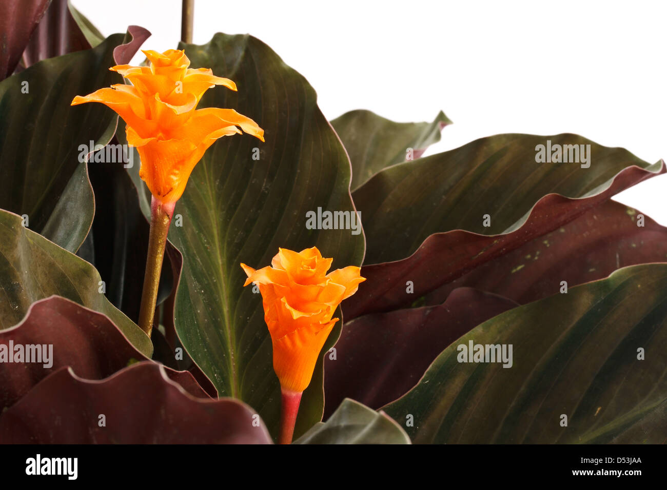 Orange flower calathea close to the isolated on a white background ...