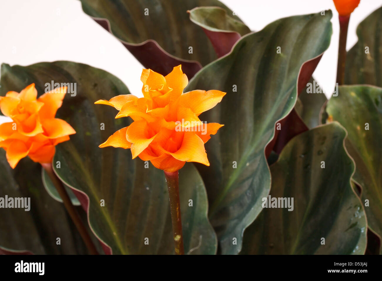 Orange flower calathea close to the isolated on a white background ...
