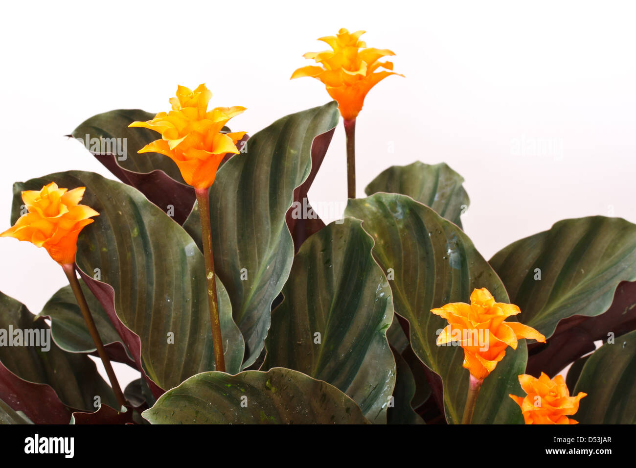 Orange flower calathea close to the isolated on a white background ...