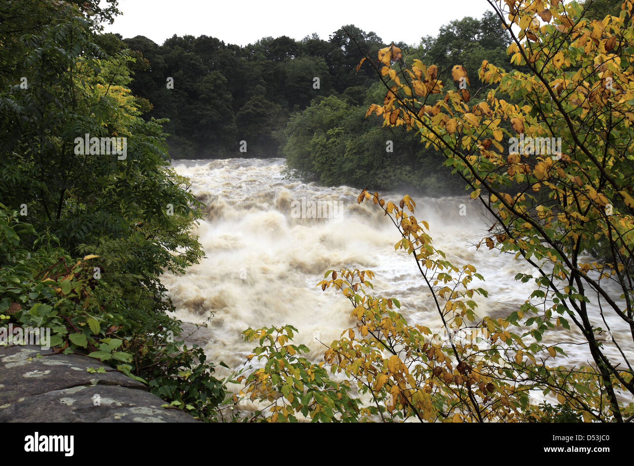 Flooded River Ure; Aysgarth Falls; Wensleydale; Yorkshire Dales ...