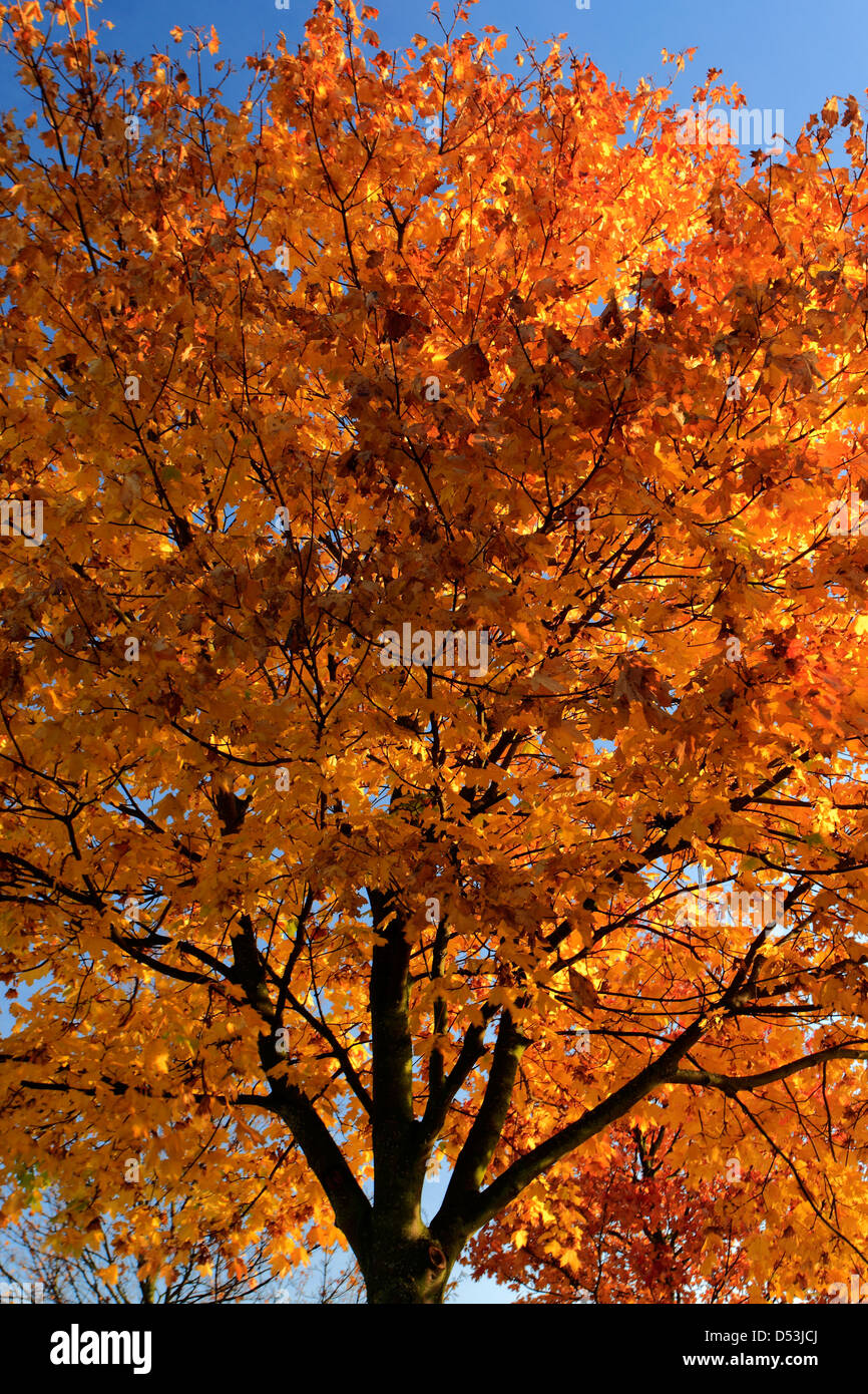 Maple tree leaves in autumn colours, (Acer platanoides Stock Photo - Alamy