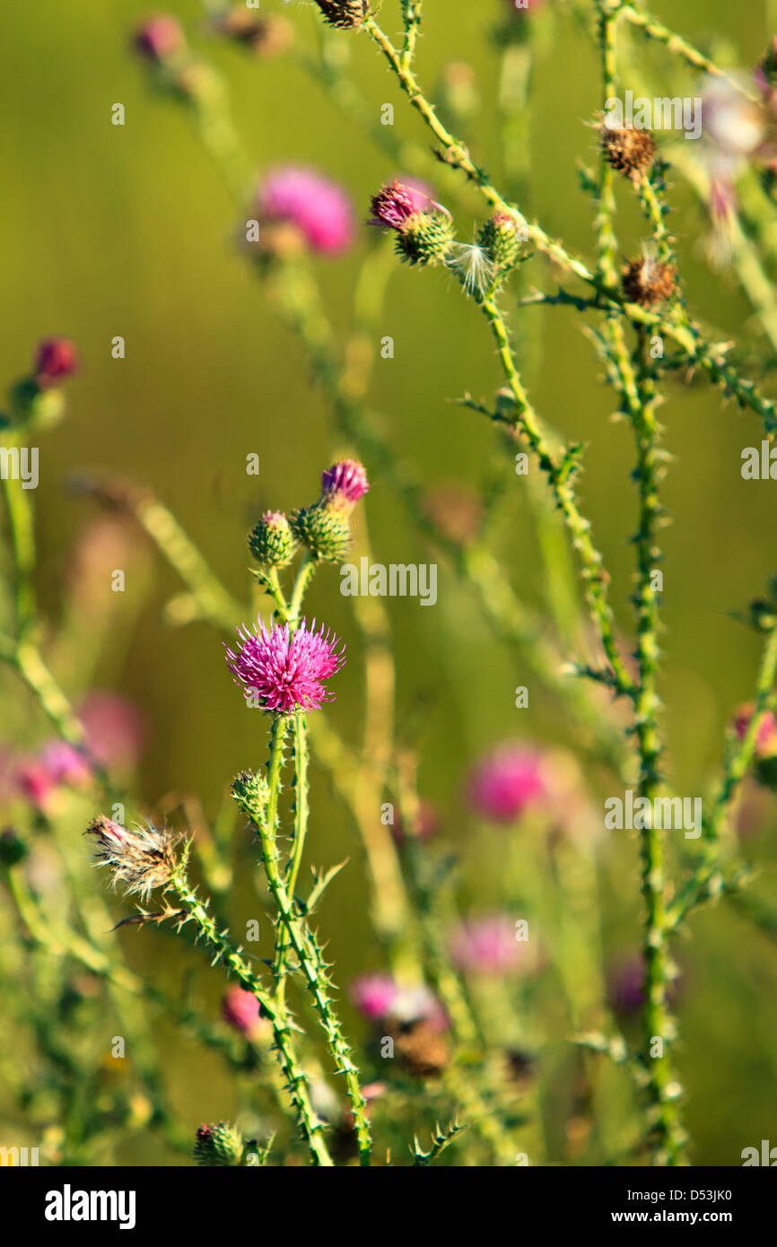 Thorn grass hi-res stock photography and images - Alamy