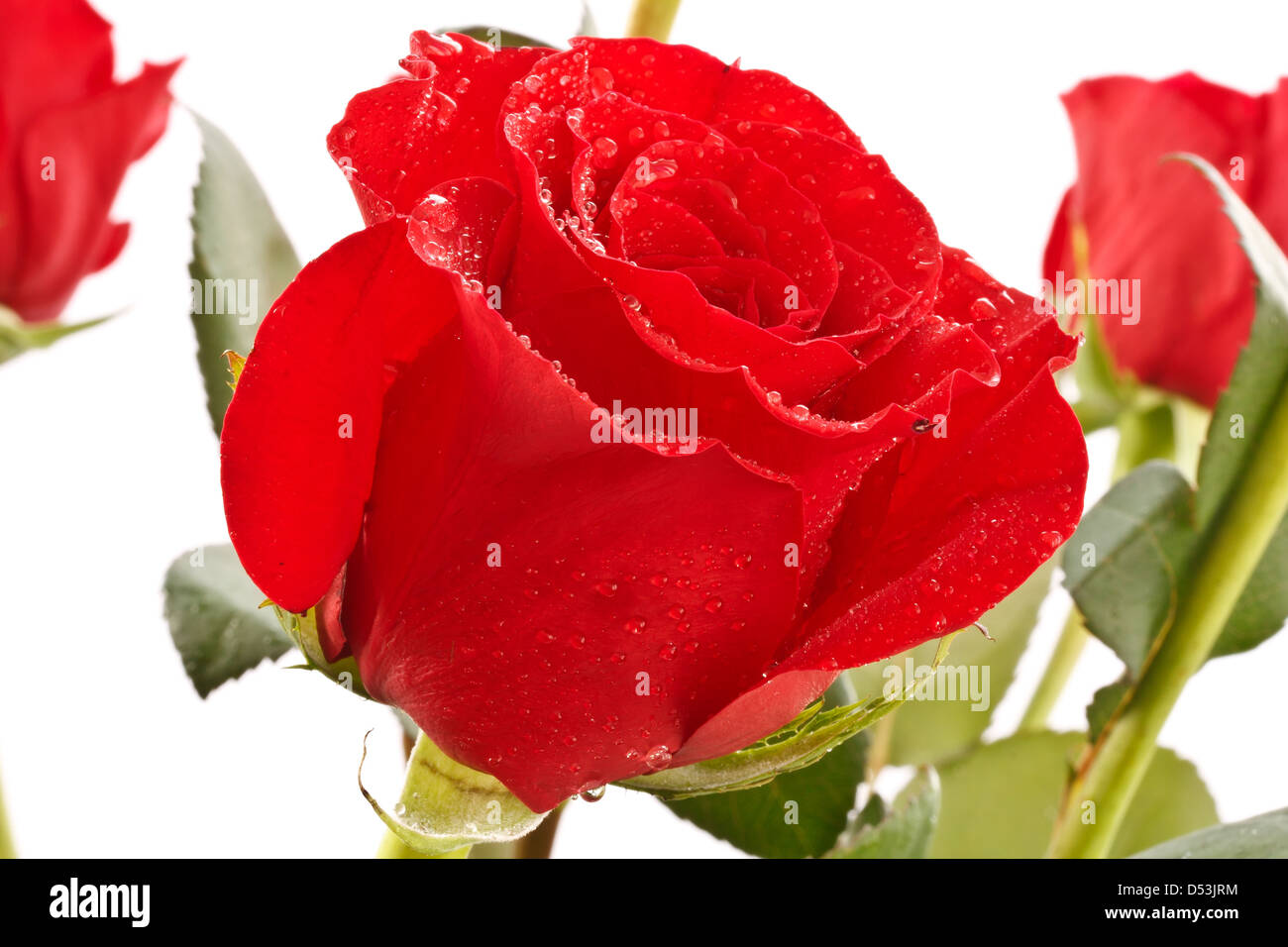 bouquet of three red roses isolated on white background Stock Photo - Alamy