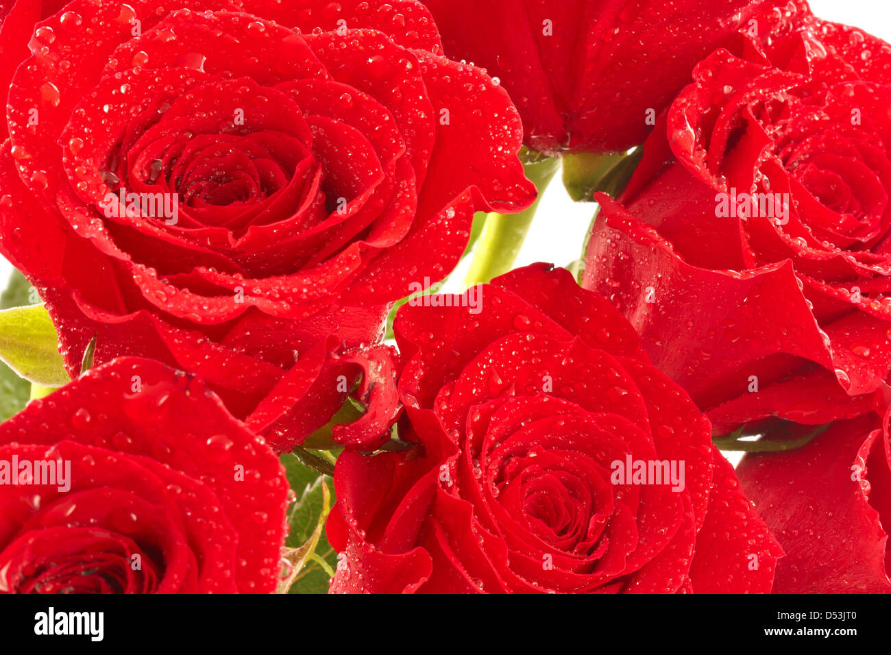bouquet of three red roses isolated on white background Stock Photo - Alamy