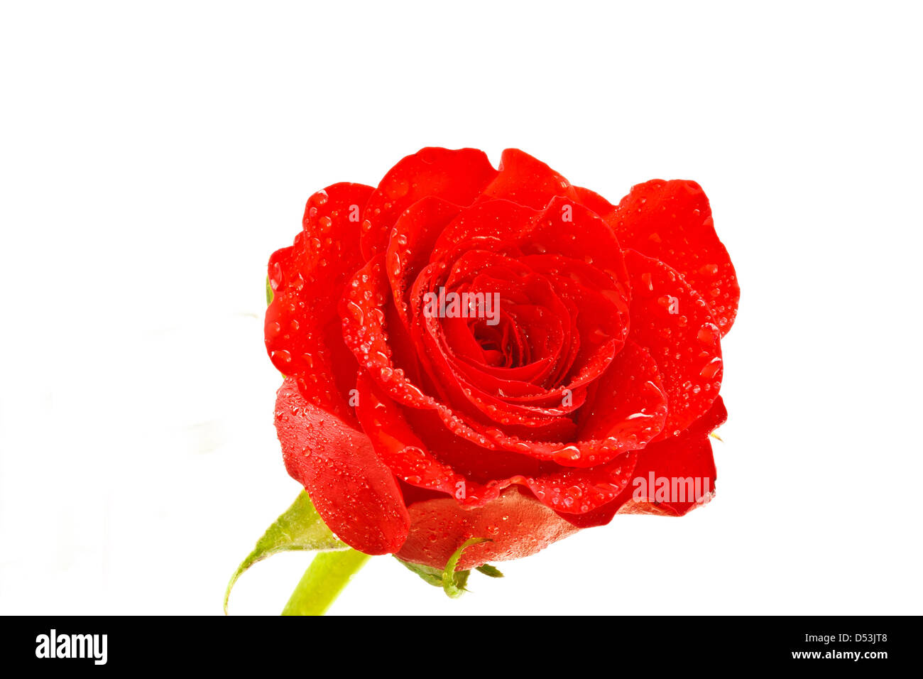 bouquet of three red roses isolated on white background Stock Photo - Alamy