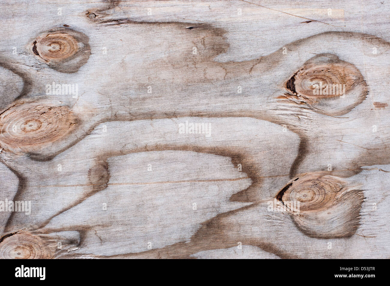 Small desk tree hi-res stock photography and images - Alamy