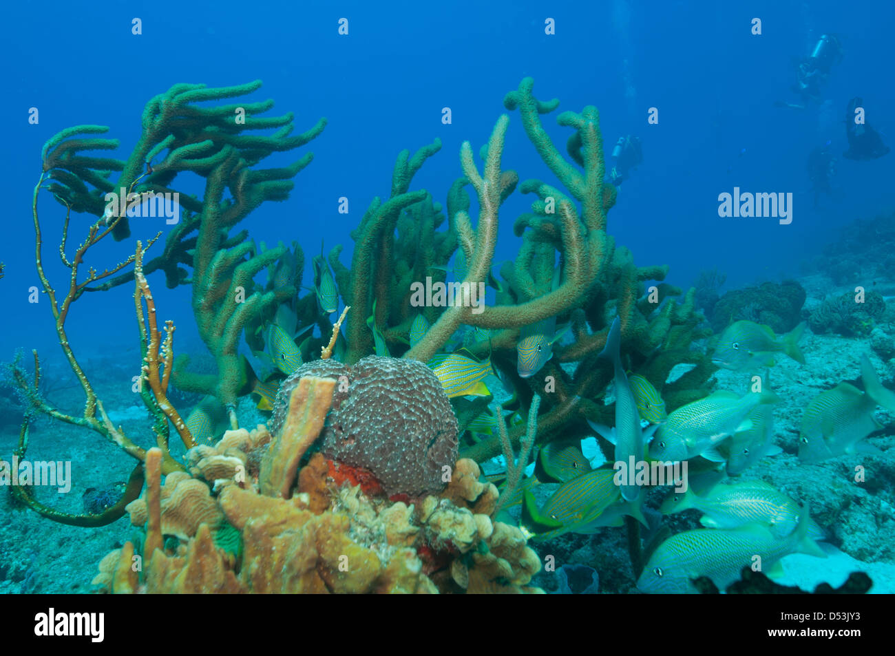 Cozumel, Mexico underwater, fish life and corals Stock Photo - Alamy
