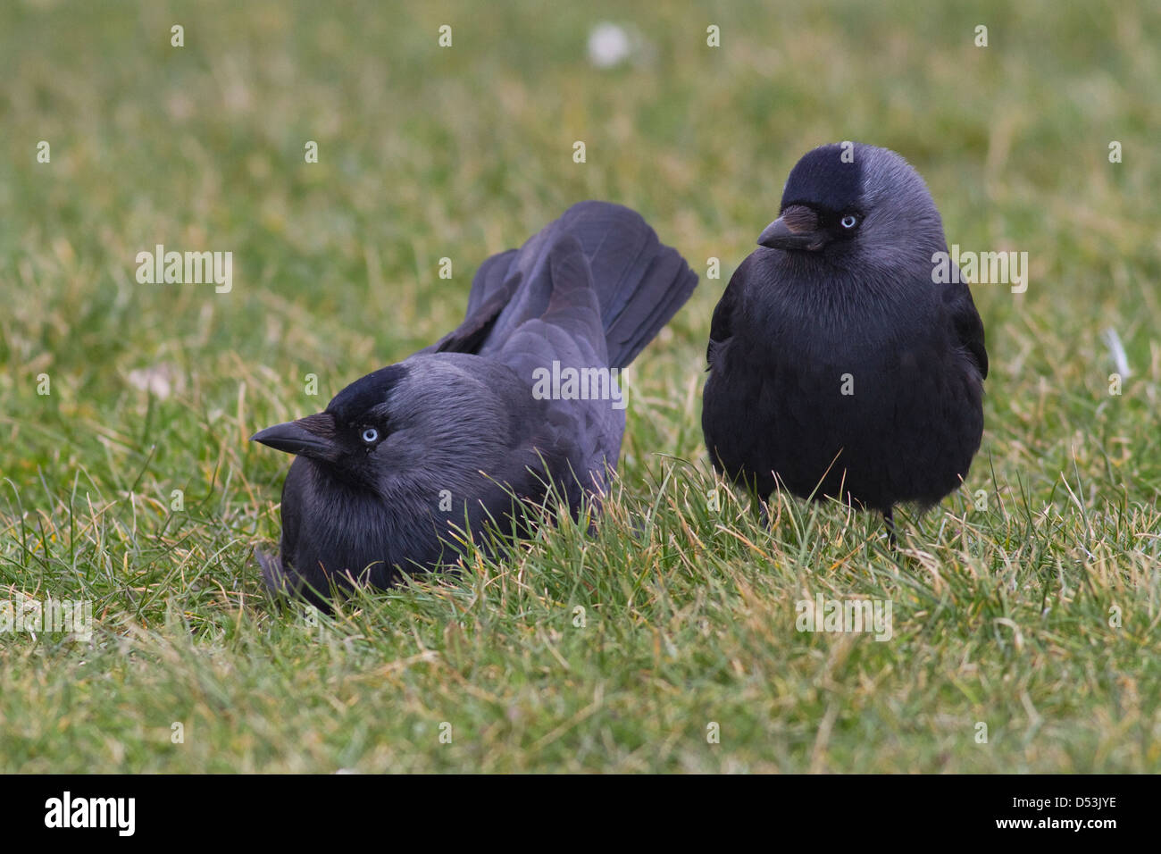 Jackdaws hi-res stock photography and images - Alamy