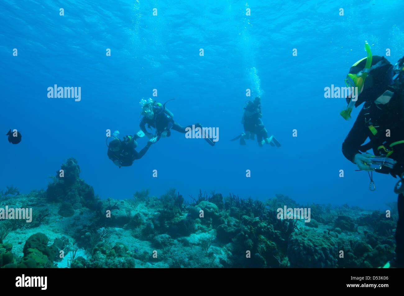 Cozumel, Mexico underwater, fish life and corals Stock Photo - Alamy