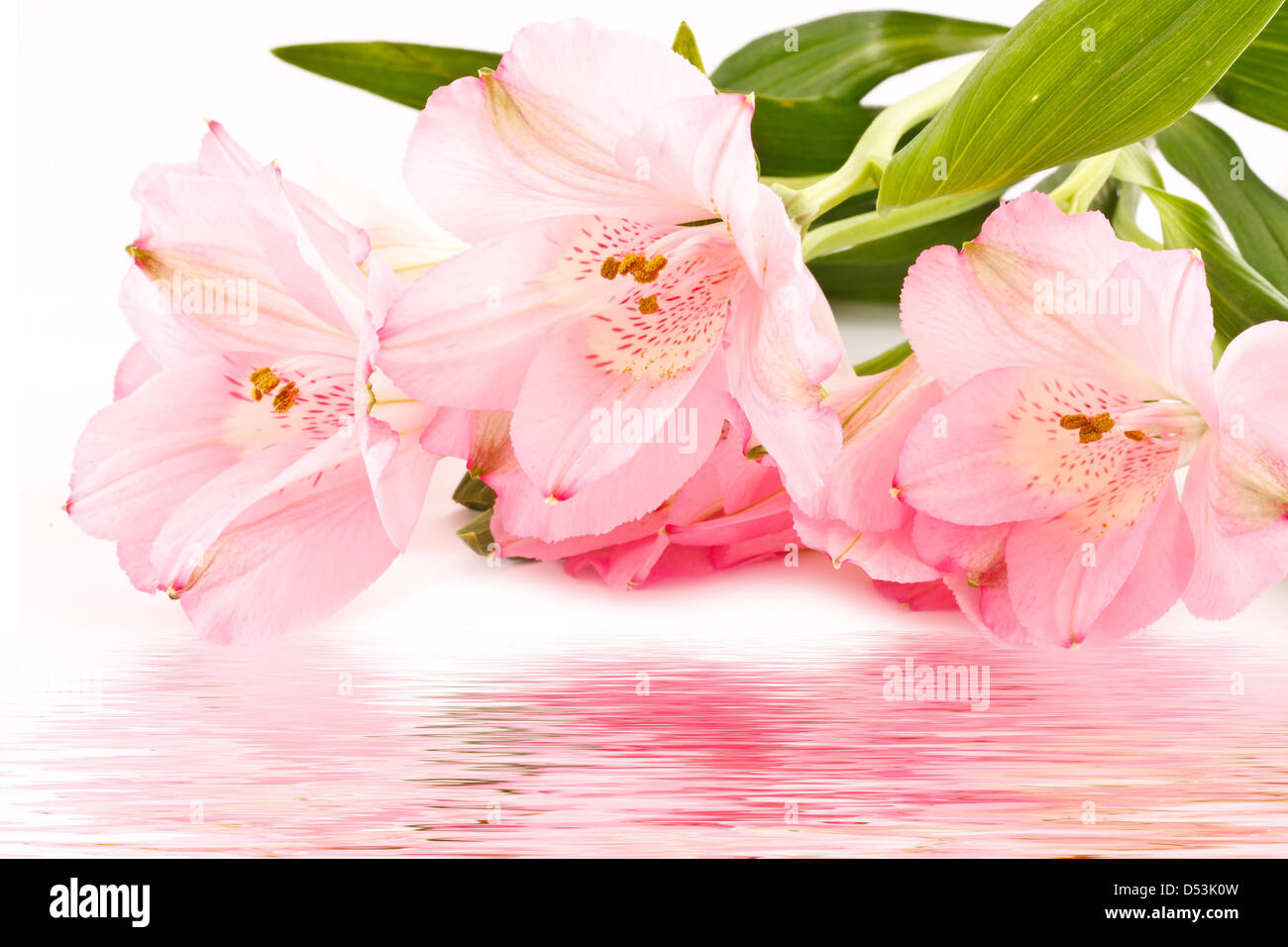 pink flowers and its reflection in water Stock Photo - Alamy