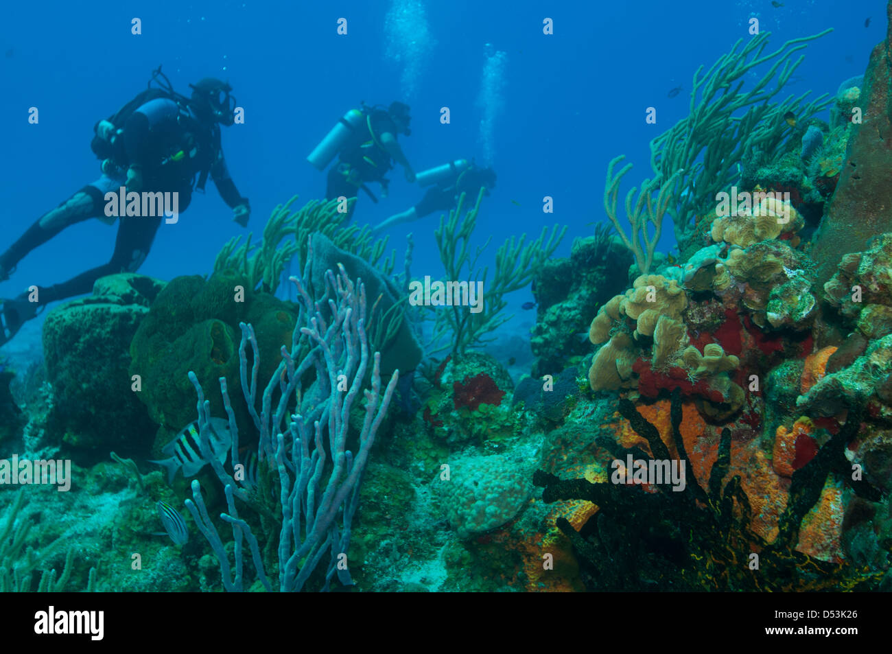 Cozumel, Mexico underwater, fish life and corals Stock Photo - Alamy