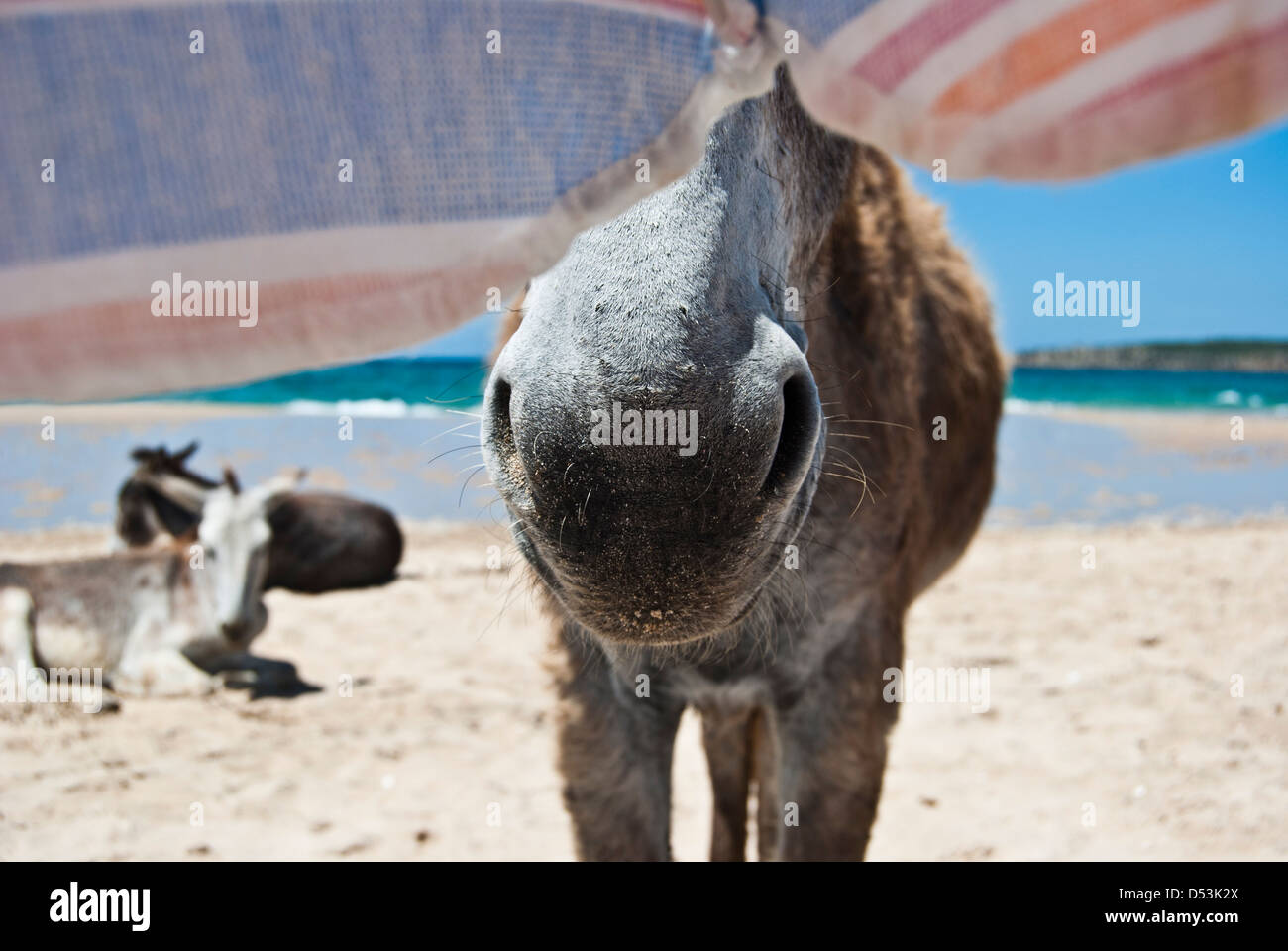 Donkey beach hi-res stock photography and images - Alamy