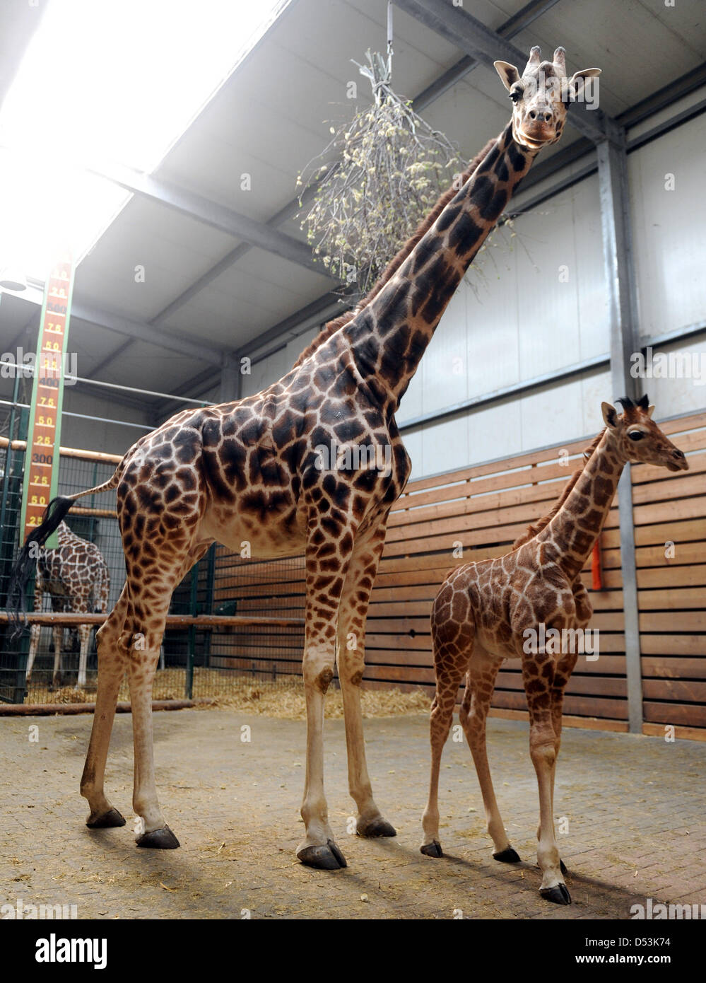 Giraffe house hi-res stock photography and images - Alamy