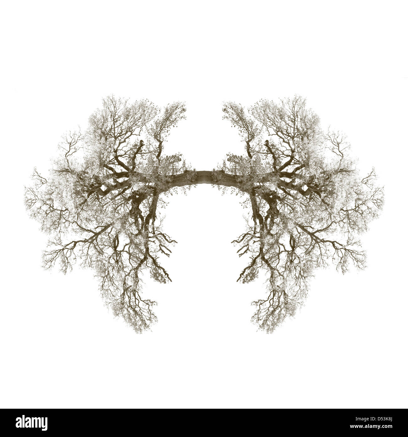 Mirrored tree detail Stock Photo - Alamy