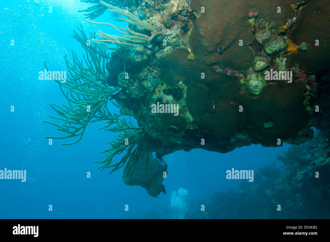 Cozumel, Mexico underwater, fish life and corals Stock Photo - Alamy