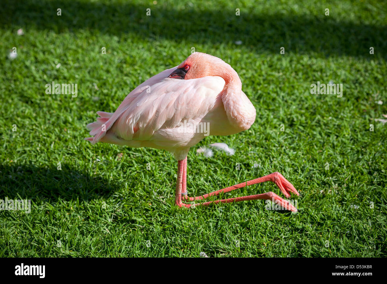 Sleeping flamingo Stock Photo - Alamy