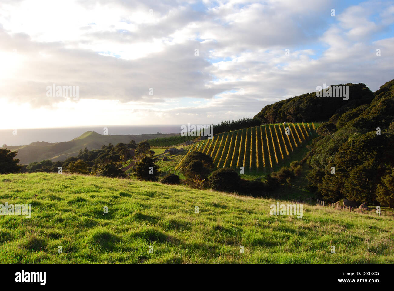 Stoney batter vineyard new zealand hi-res stock photography and images ...