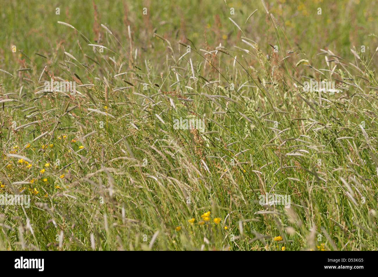 Phléum hi-res stock photography and images - Alamy