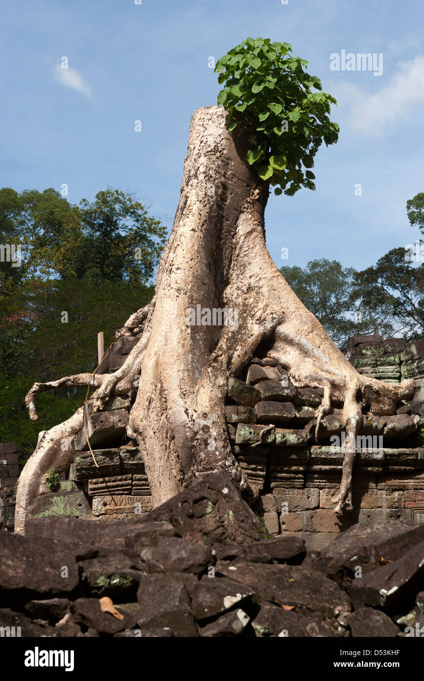 Tree roots on ruins hi-res stock photography and images - Alamy