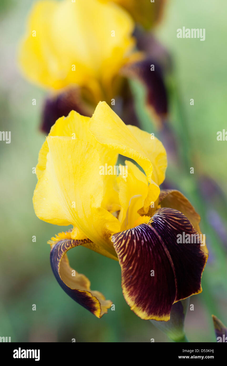 Tall bearded iris rajah hi-res stock photography and images - Alamy