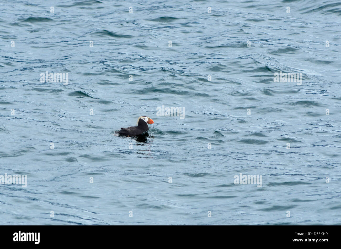 Puffin alaska hi-res stock photography and images - Alamy