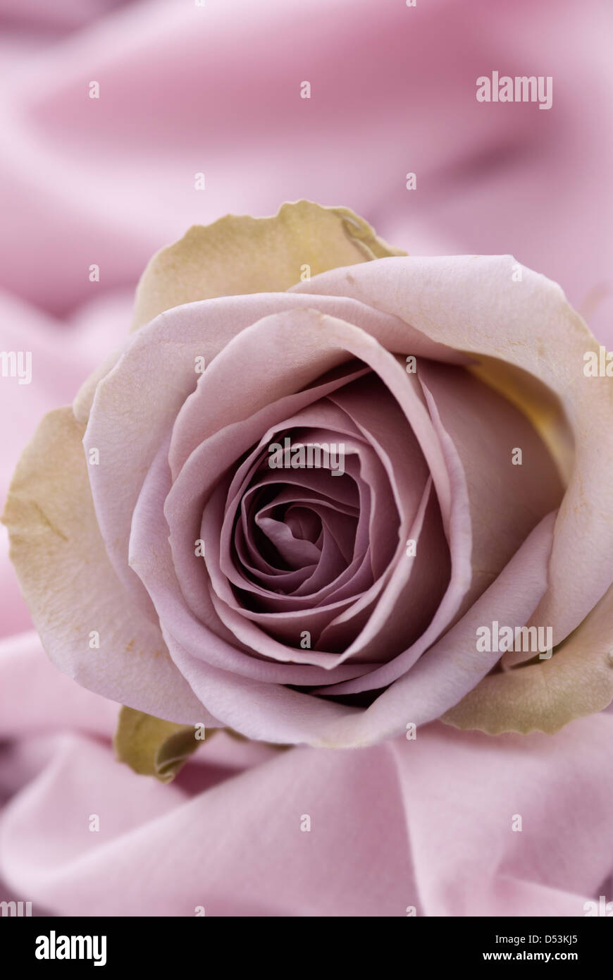 Amnesia rose hi-res stock photography and images - Alamy