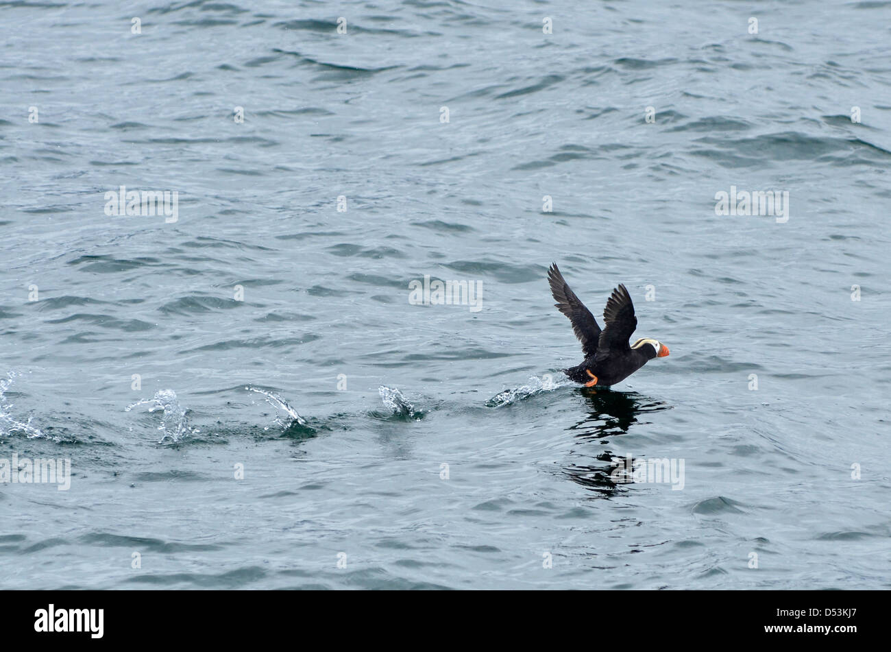 Tufted Puffin, Glacier Bay National Park, Alaska Stock Photo - Alamy
