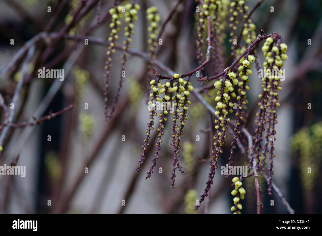 Stachyurus chinensis hi-res stock photography and images - Alamy