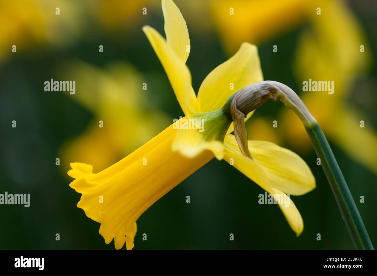 Peeping tom hi-res stock photography and images - Alamy