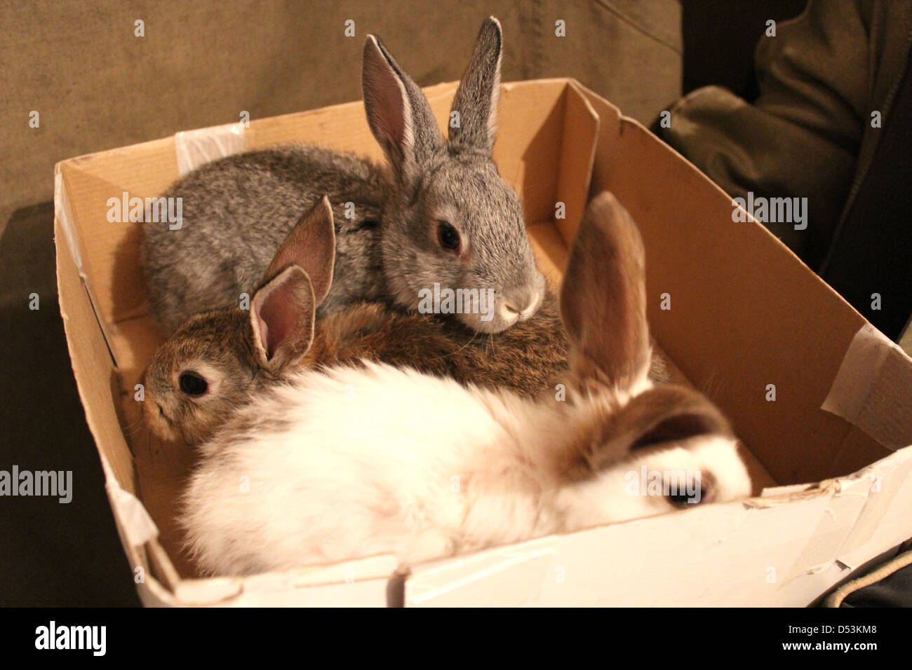 Rabbits meal hi-res stock photography and images - Alamy