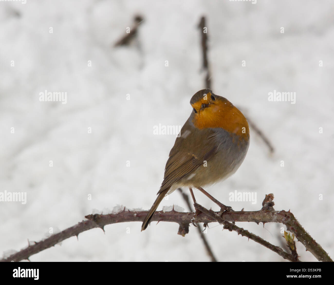 Robin in Spring time snow Stock Photo - Alamy