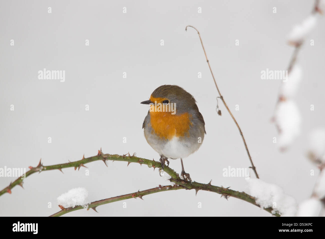 Robin in spring hi-res stock photography and images - Alamy