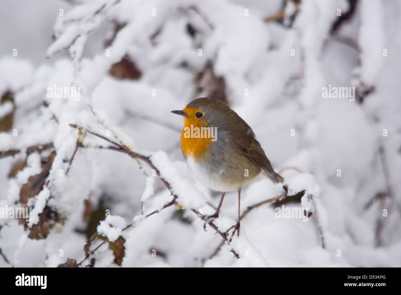 Robin in spring hi-res stock photography and images - Alamy