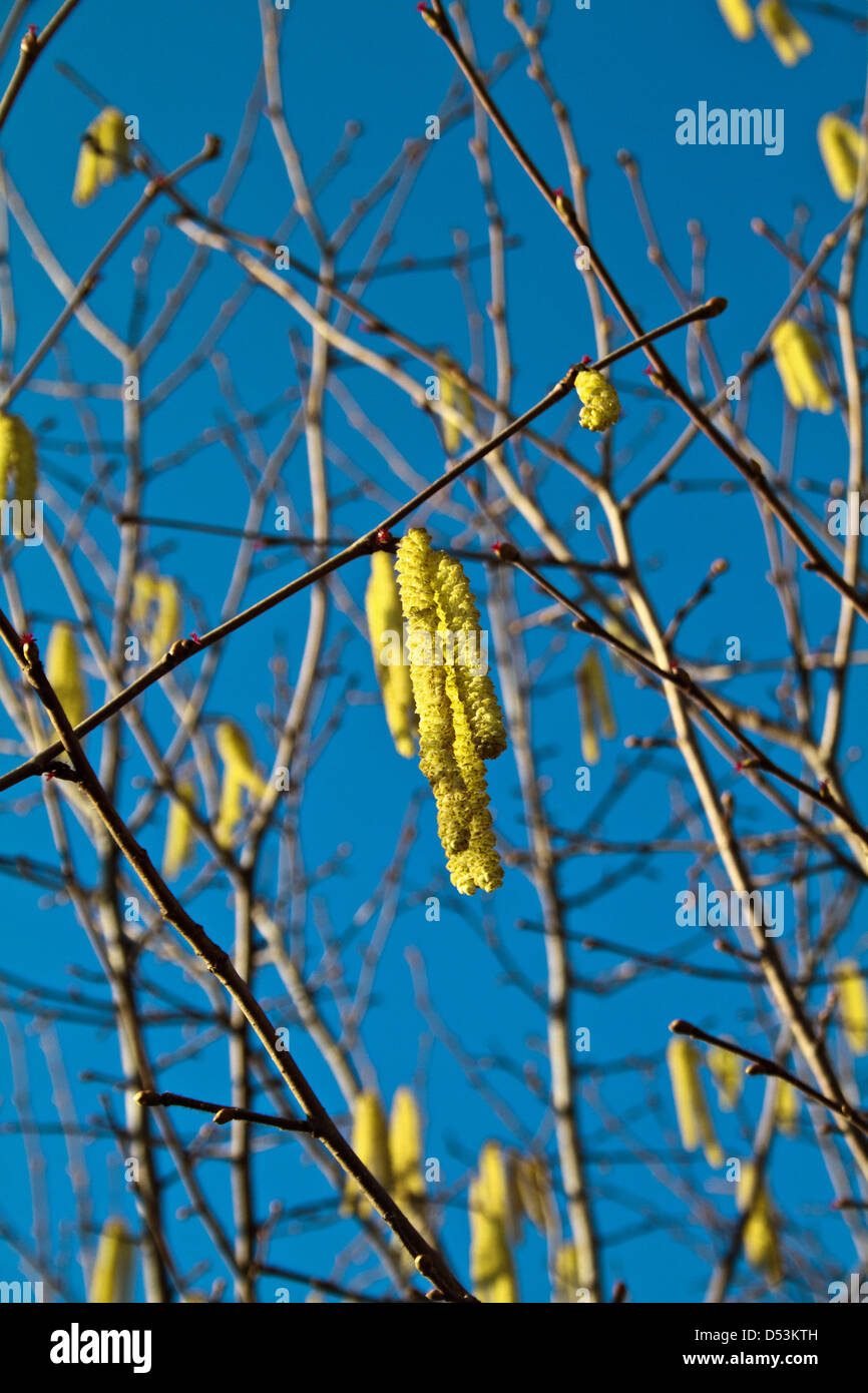 Hazel tree botanical hi-res stock photography and images - Alamy