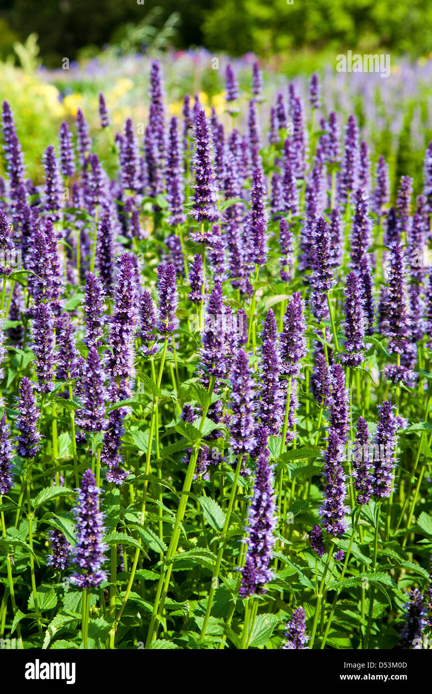 Black adder plant hi-res stock photography and images - Alamy