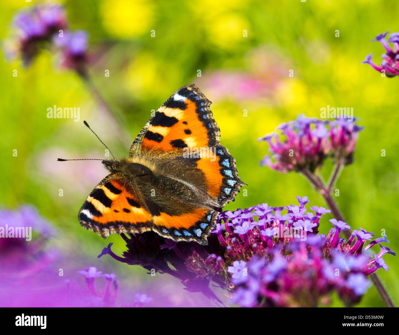 Small tortoiseshell butterfly hi-res stock photography and images - Alamy