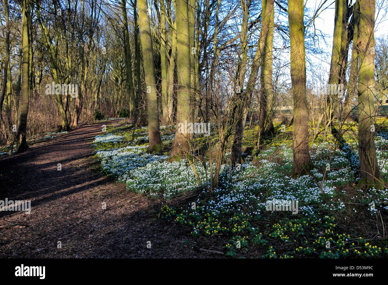 Winter Aconite Flowers (Eranthis hyemalis) and Snowdrop Flowers ...