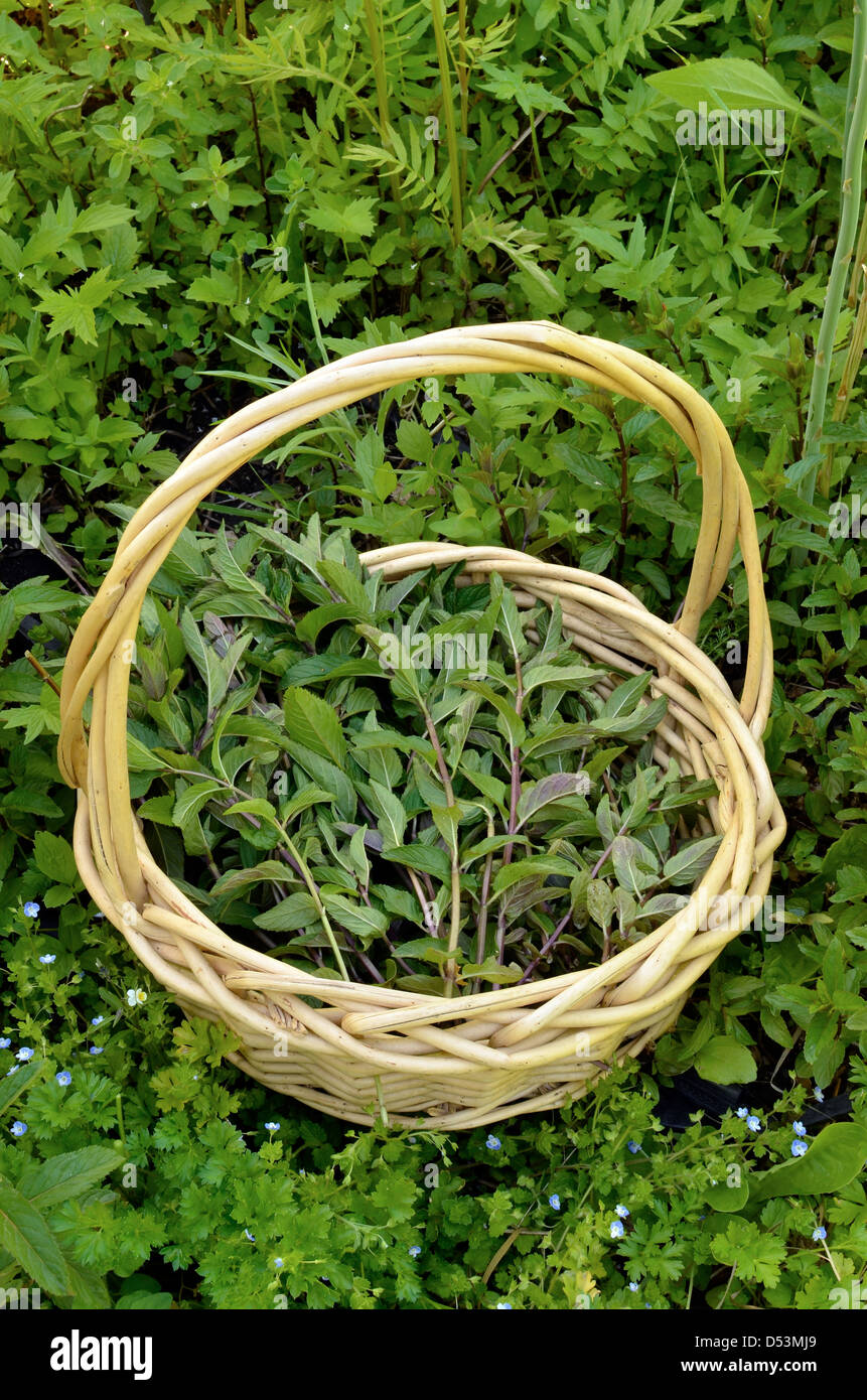 Basket of freshly harvested mint, Wallowa Valley, Oregon Stock Photo ...