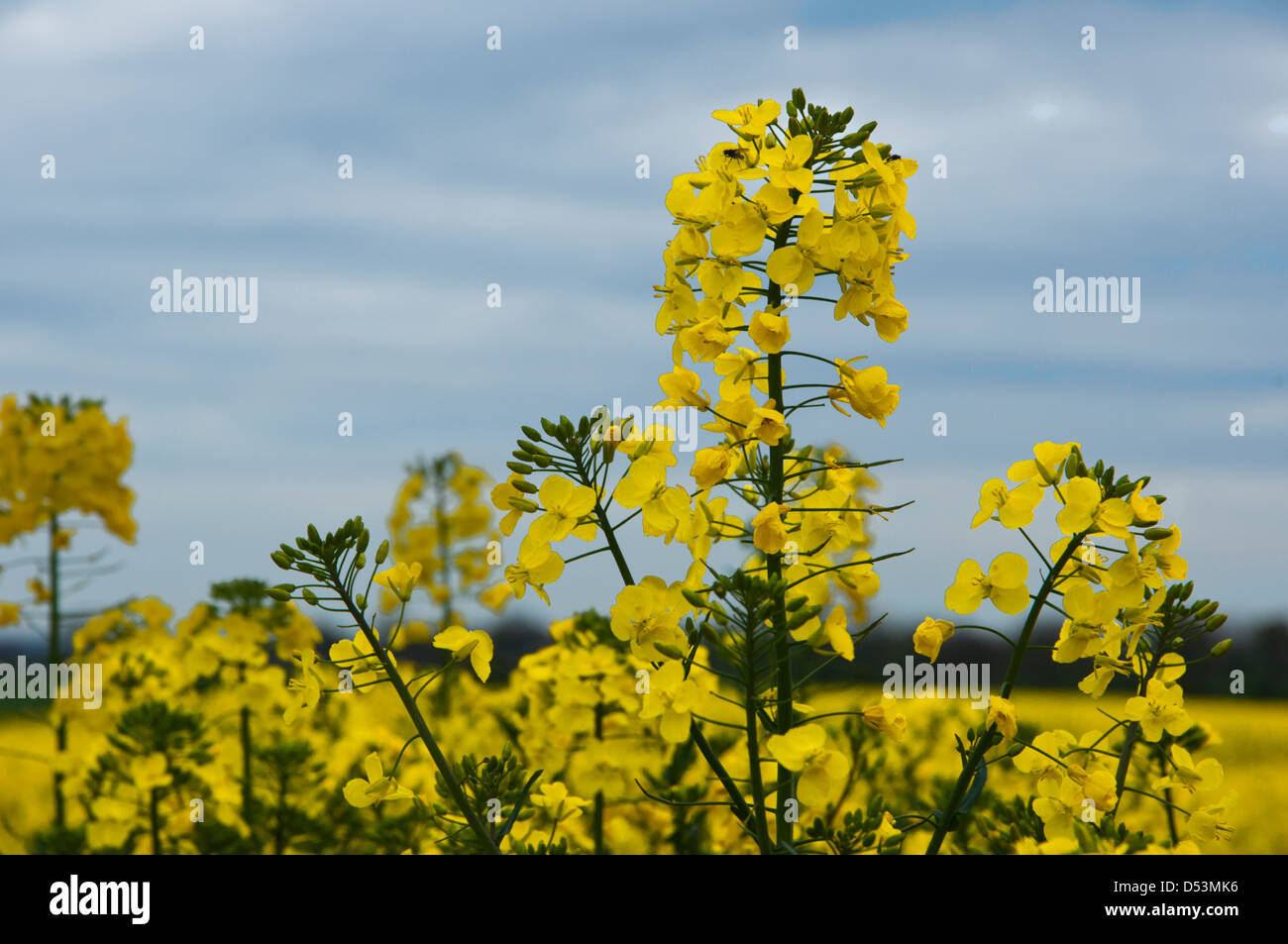 Oilseed rape in Norfolk Field Stock Photo - Alamy